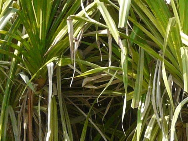 tall grass texture 0016 - Texturelib